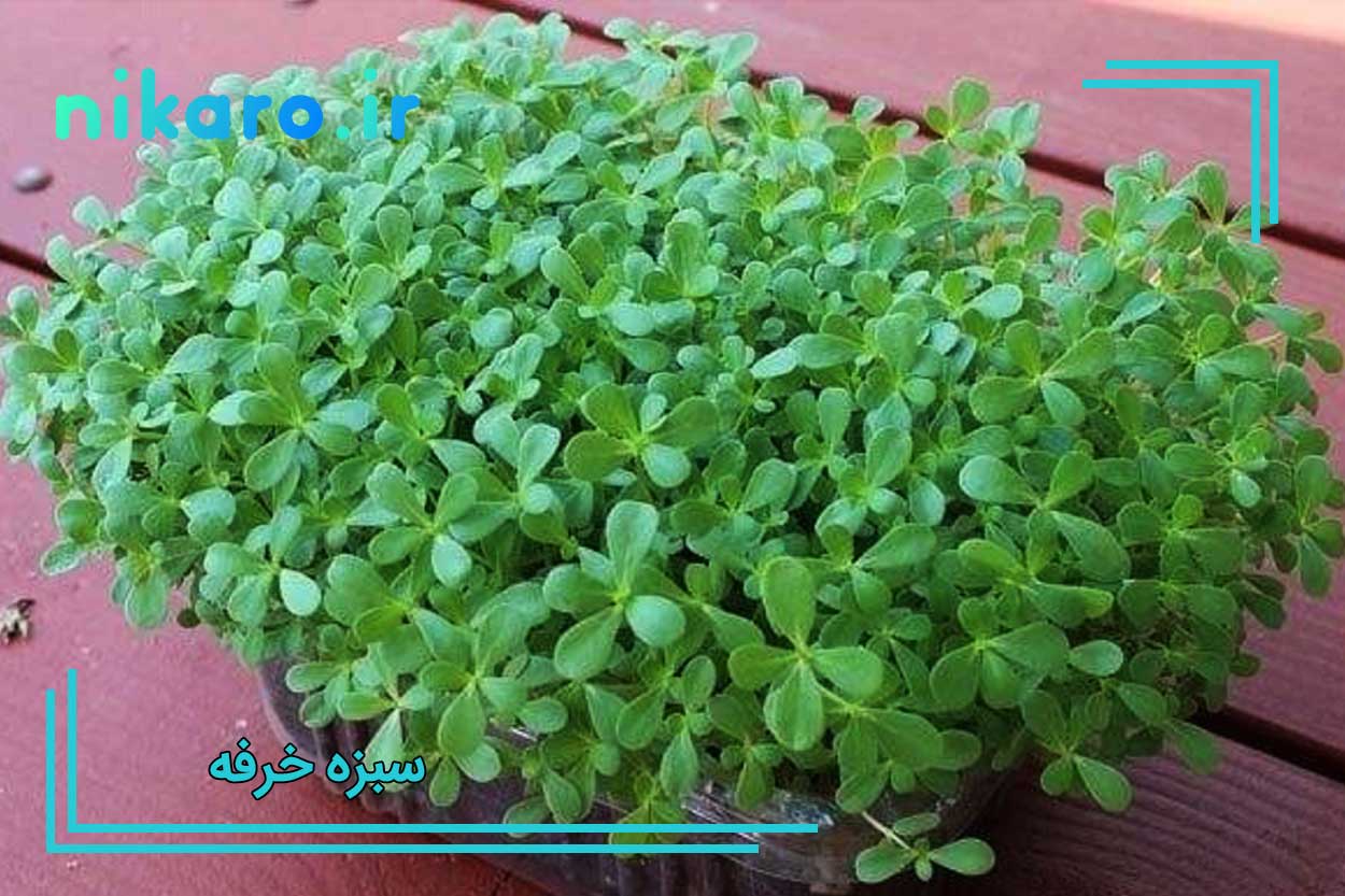 وبلاگ نیکارو